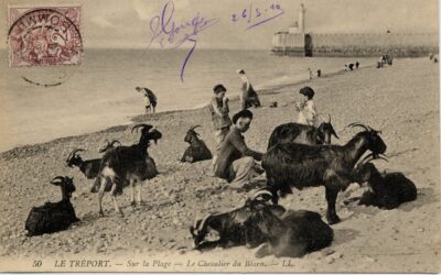 Pyrenean Goat - Breed Profile - Goat Journal